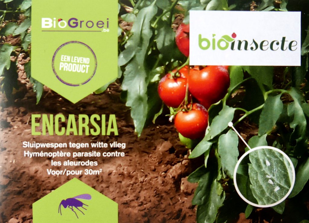 encarsia formosa - BioInsecte