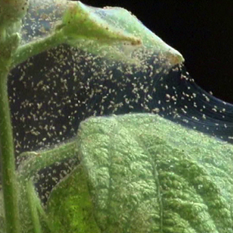 Lutter naturellement contre l’ araignée rouge - BioInsecte