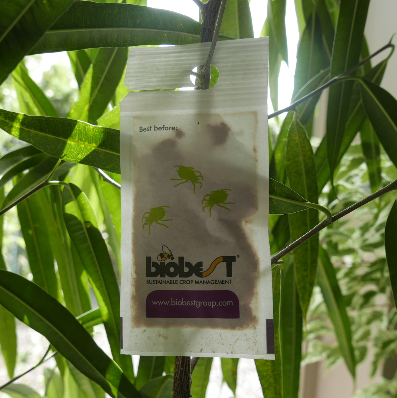 a.cucumeris - BioInsecte