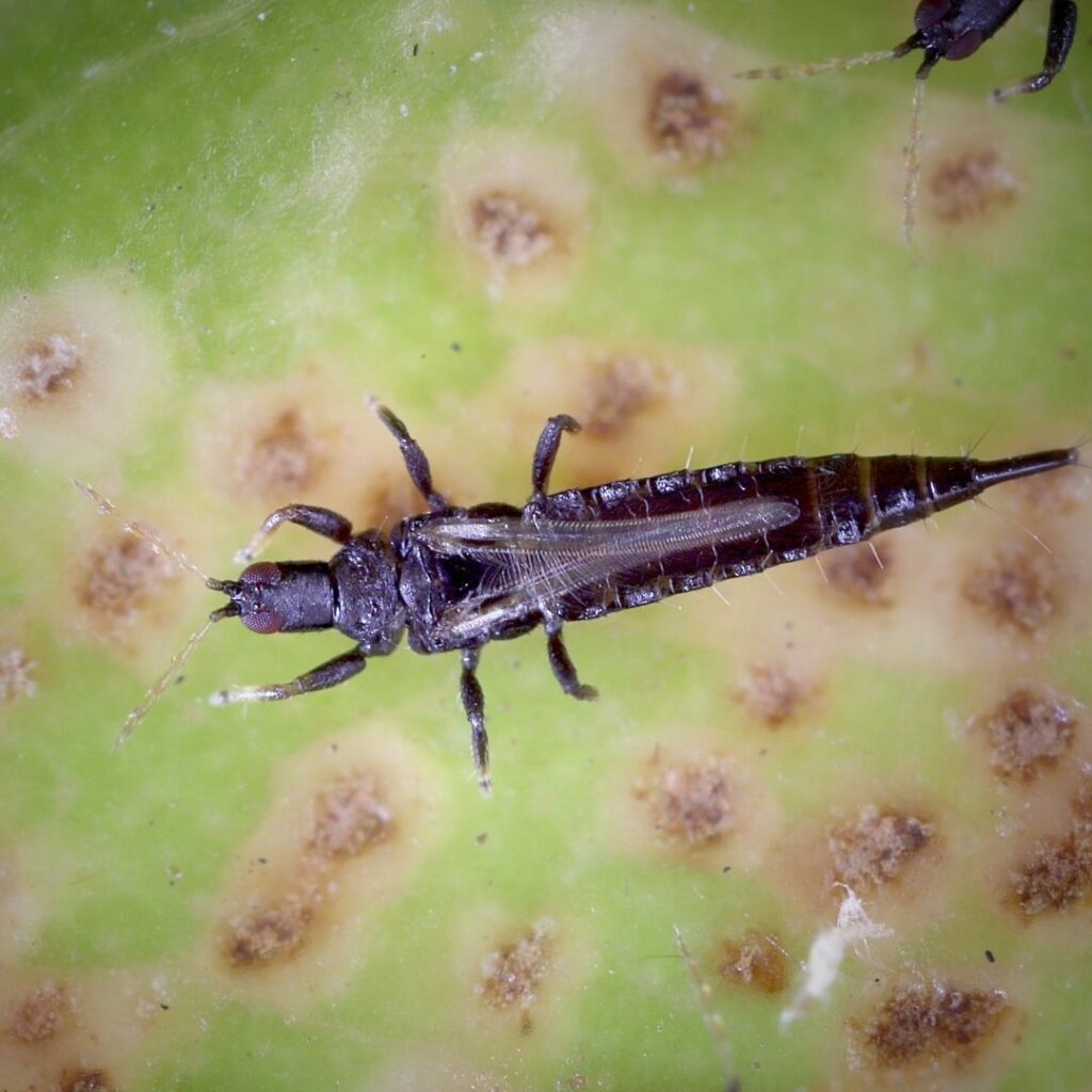 thrips - BioInsecte